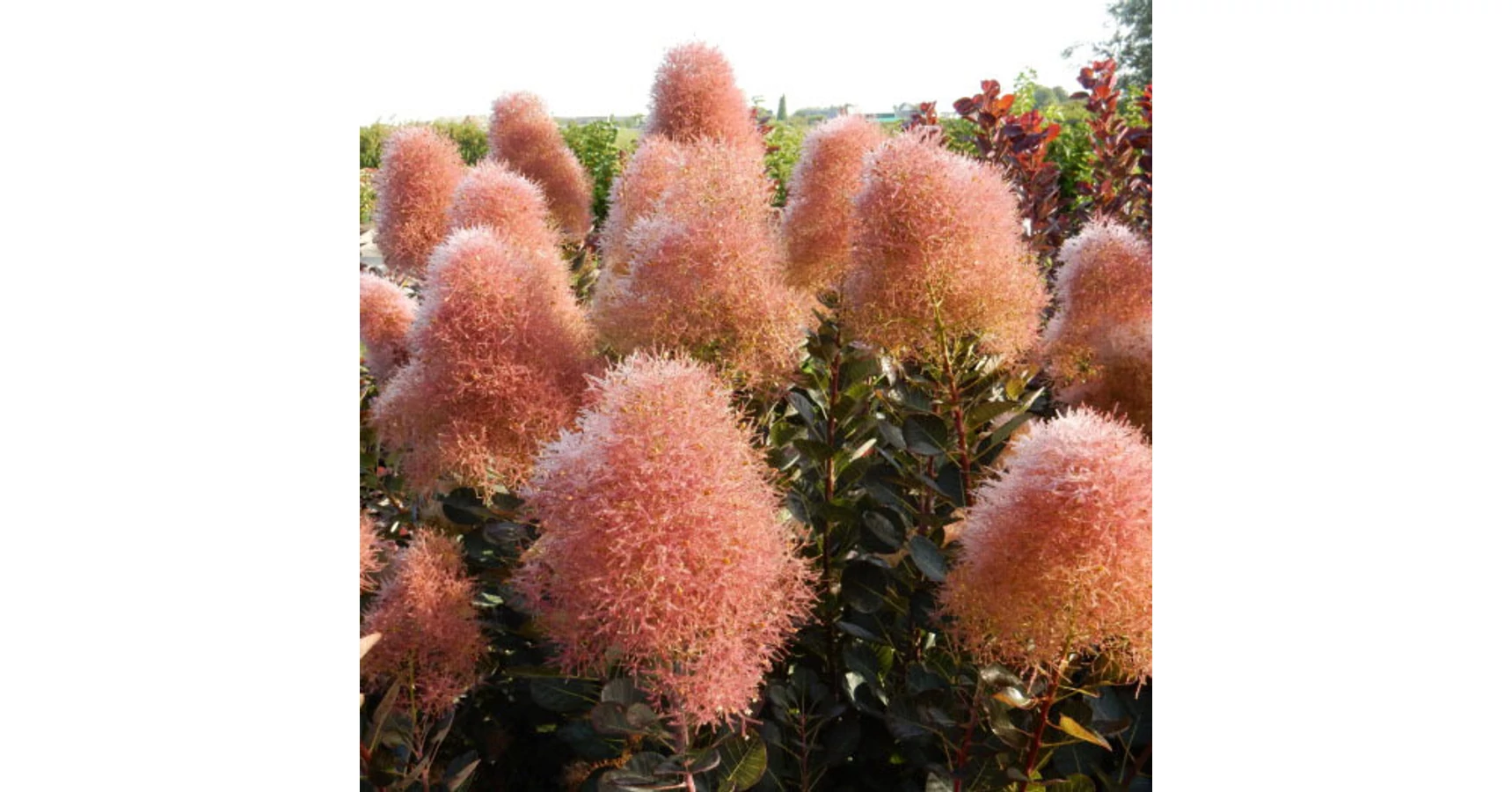 Cotinus coggygria 'Magical Torch' – Cserszömörce